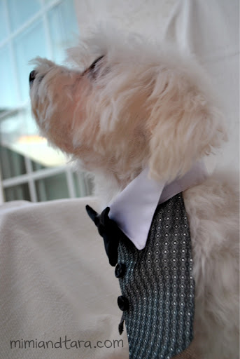 Dog Tuxedo Vest Pattern FREE PDF DOWNLOAD Dog Tuxedo Vest Pattern FREE PDF DOWNLOAD