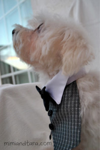 Dog Tuxedo Vest Pattern | FREE PDF DOWNLOAD